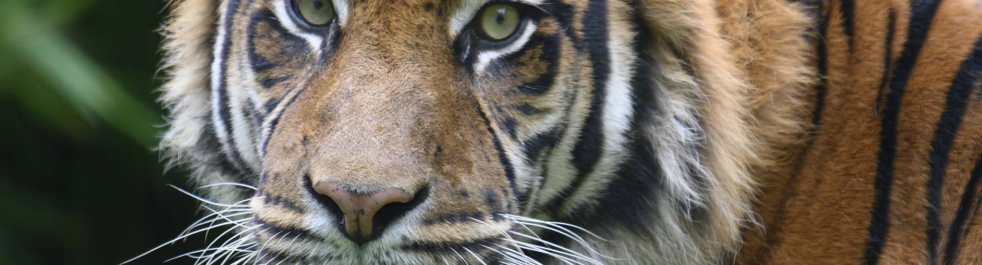 Save the tiger!